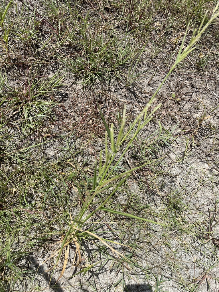 Prairie Cupgrass from Memorial Park Conservancy, Houston, TX, US on ...