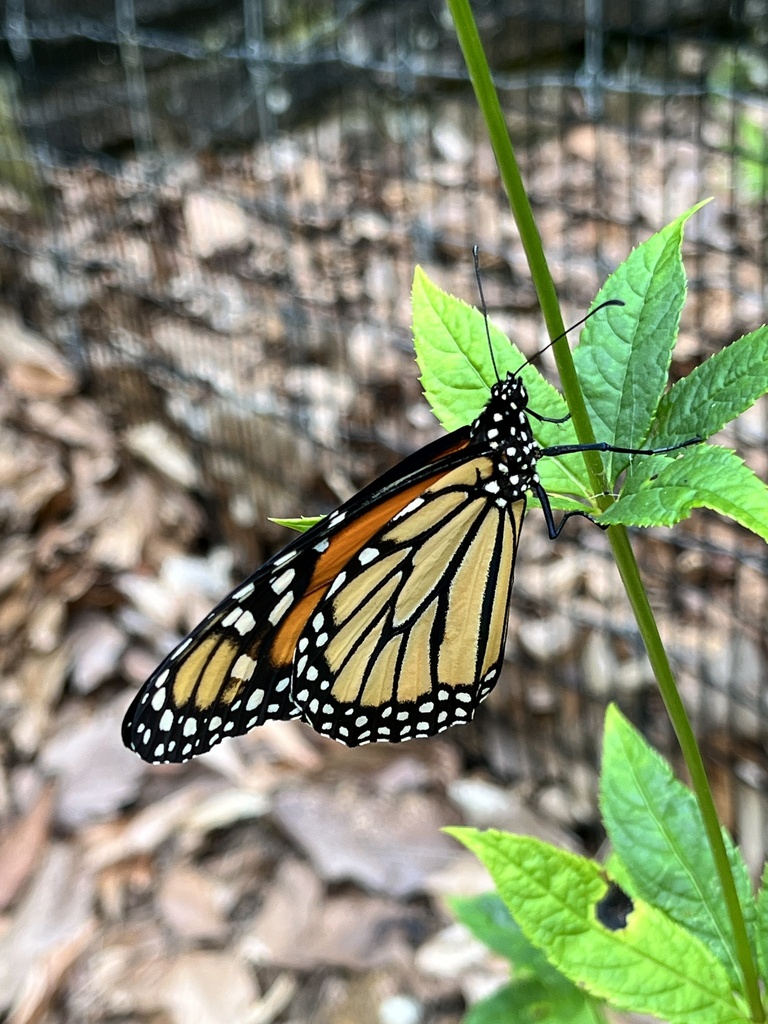 Monarch from The Maryland Zoo, Baltimore, MD, US on July 27, 2023 at 02 ...