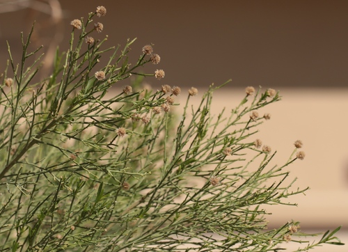 Desert Broom (Plants of Lake Mead National Recreation Area) · iNaturalist