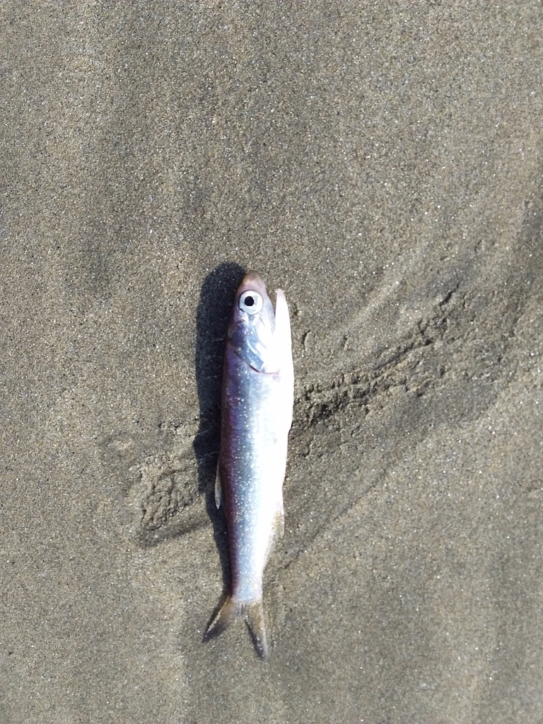 Peruvian Anchoveta from Avenida Huarmey f3_12, Nuevo Chimbote, Perú on ...