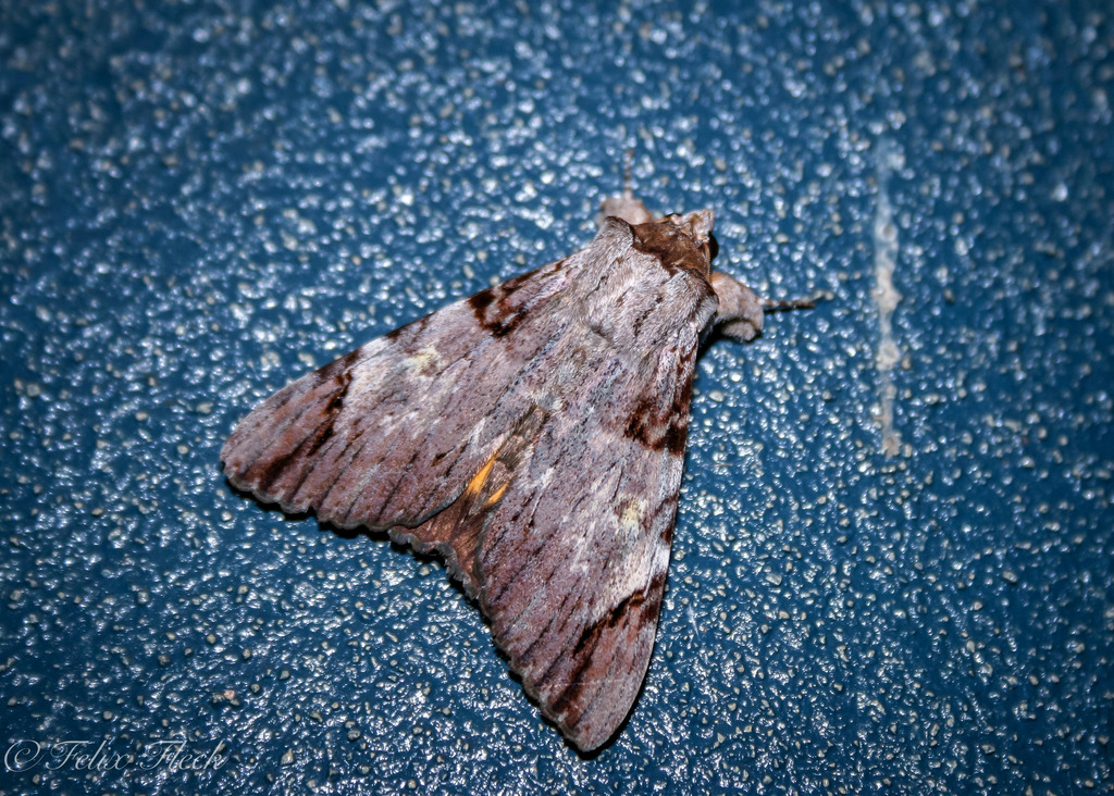 Ulotrichopus dinawa from Butchers Creek QLD 4885, Australia on January ...
