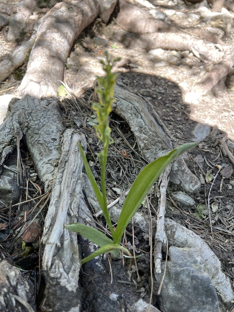 Great Basin Bog Orchid from Clark County, US-NV, US on July 27, 2023 at ...