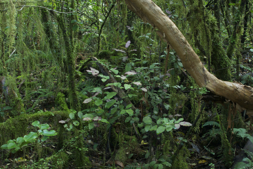 Mountain Horopito (Pseudowintera colorata) · iNaturalist