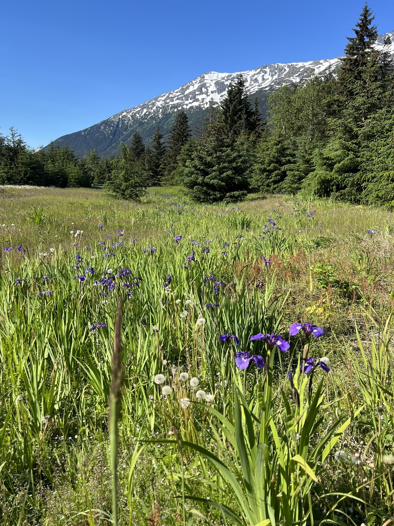 Beach-head Iris from Klondike Gold Rush National Historical Park ...