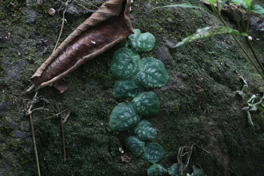 Monstera tuberculata brevinoda from Bribri indigenous village on July ...