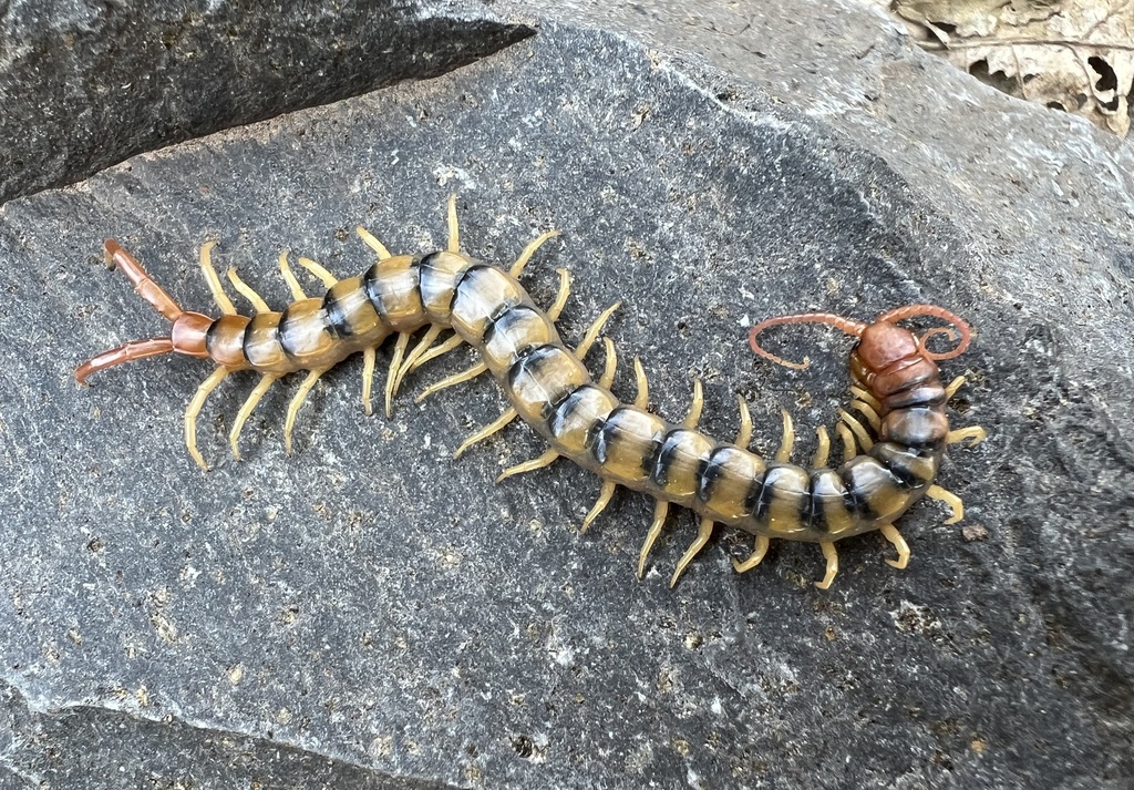 Common Desert Centipede from Coconino National Forest, Happy Jack, AZ ...