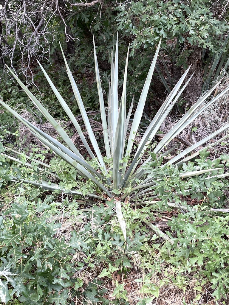 Banana Yucca from Bears Ears National Monument, Monticello, UT, US on ...