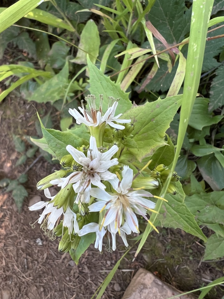 western rattlesnake root from Benson State Park, Corbett, OR, US on ...