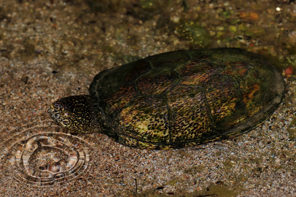 Tortugas casquito en mayo 2023 por Eber Barraza · iNaturalist Mexico