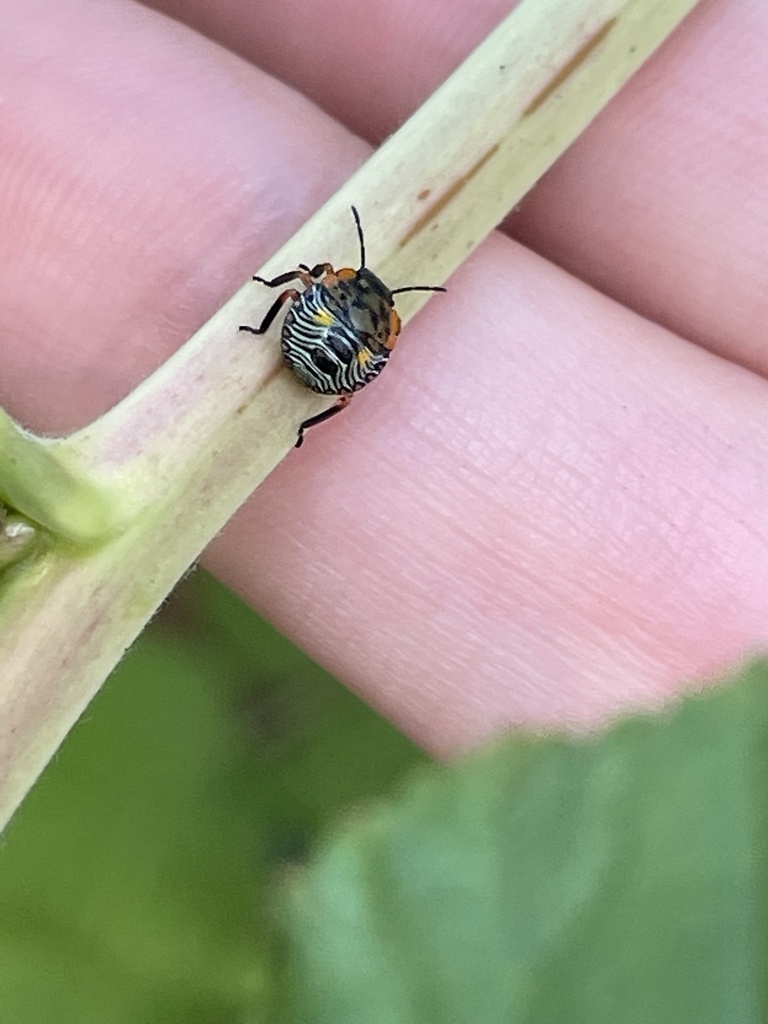 Green Stink Bug from 37th Ave NE, Seattle, WA, US on July 27, 2023 at ...