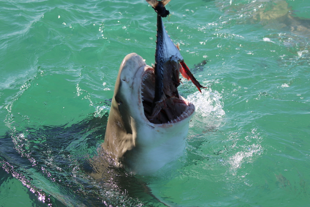 Lemon Shark in December 2018 by Henggang Cui · iNaturalist