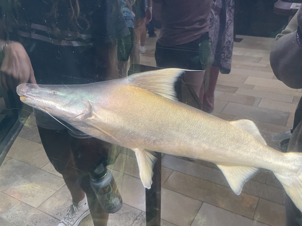 Gilded catfish (Brachyplatystoma rousseauxii) - Marine Life Identification