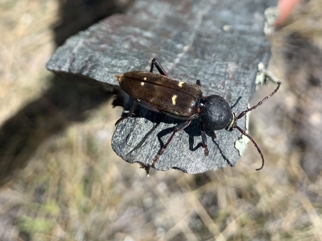 Calloides nobilis from San Juan National Forest - Headquarters, CO, US ...