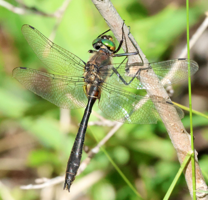 American Emerald in July 2023 by Diana-Terry Hibbitts · iNaturalist