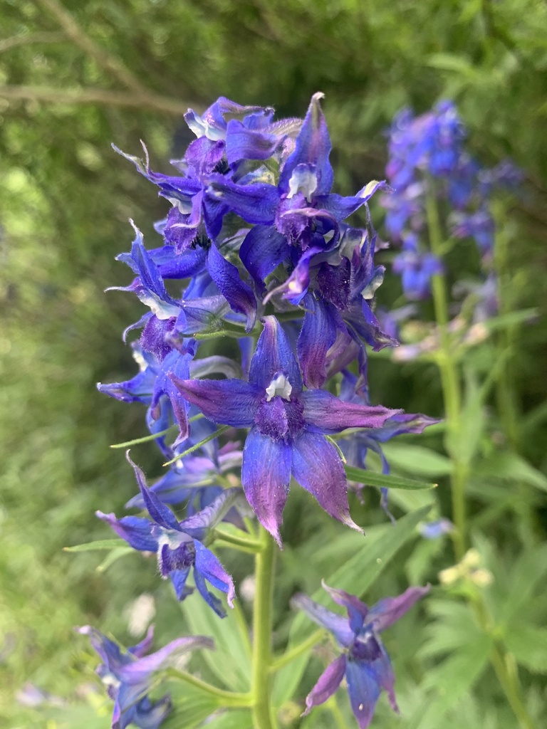 Subalpine Larkspur from CO, US on July 23, 2023 at 01:52 PM by Chelsea ...