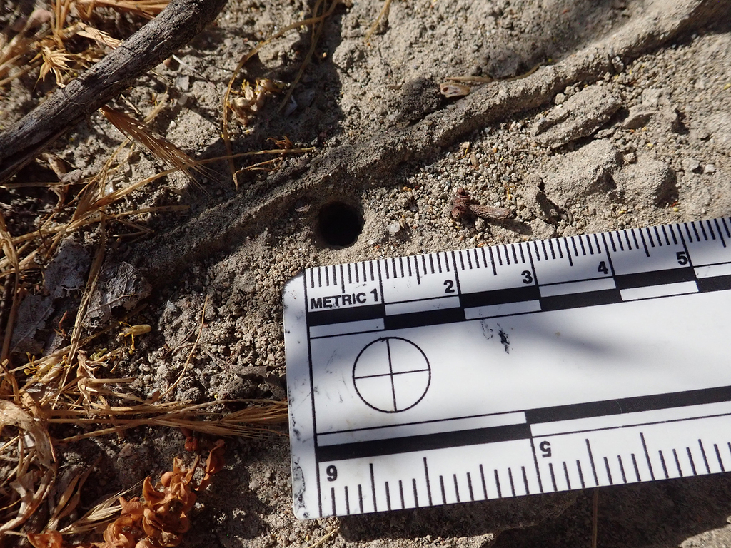 Mojave Giant Tiger Beetle from Inyo County, CA, USA on May 28, 2023 at ...