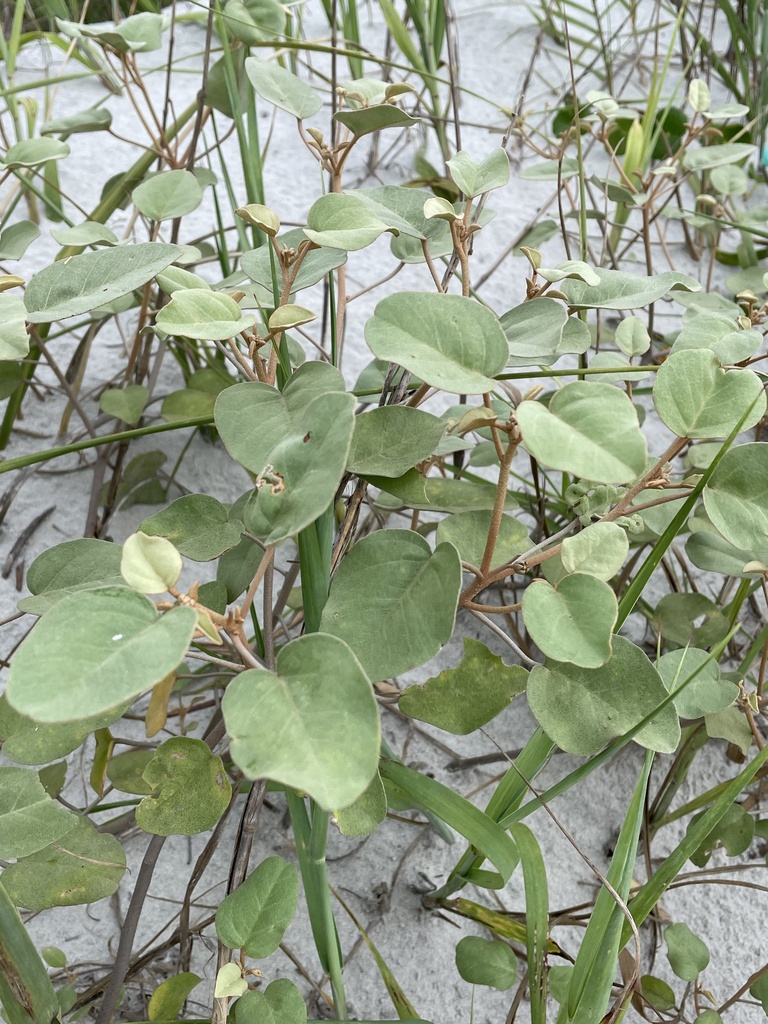 Beach Croton from Butler Beach, FL, US on July 27, 2023 at 02:41 PM by ...