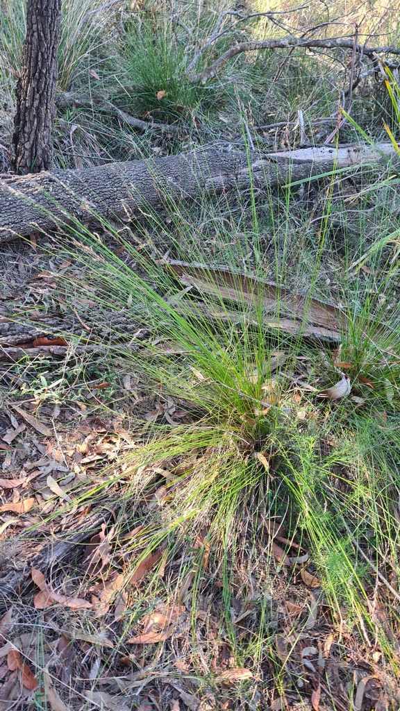 common rapier-sedge from Dural NSW 2158, Australia on July 19, 2023 at ...