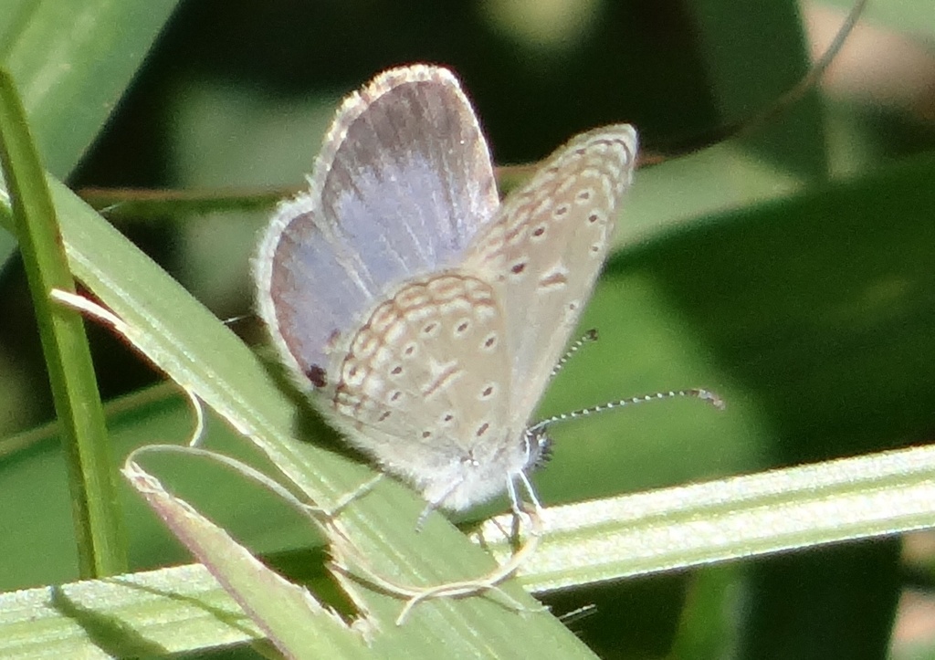 Tiny Grass Blue from Richards Bay, South Africa on September 9, 2018 at ...