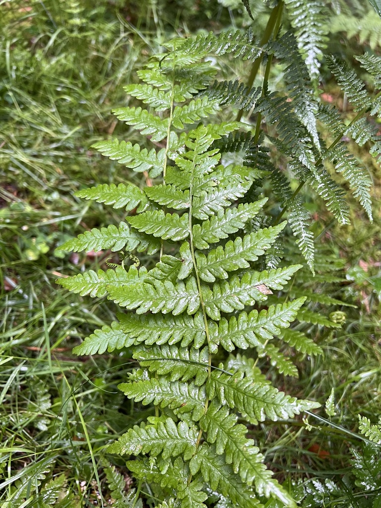 Lemon-scented Fern in July 2023 by Sebastian Wenzel · iNaturalist