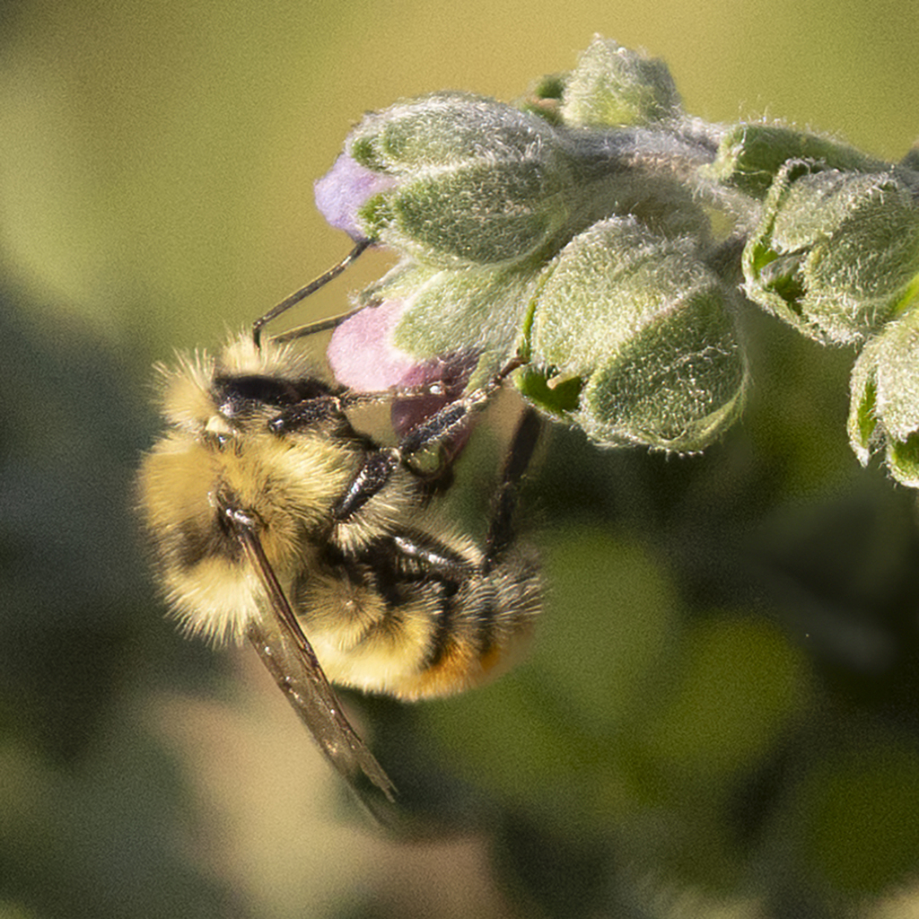 Great Basin Bumble Bee from Jensen Wildlife Area on July 22, 2023 at 06 ...
