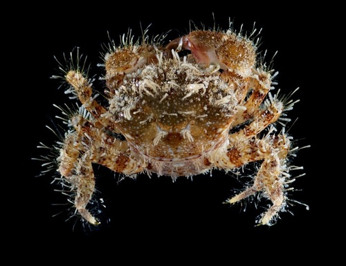 Shortspine Hairy Crab (Pilumnus dasypodus)