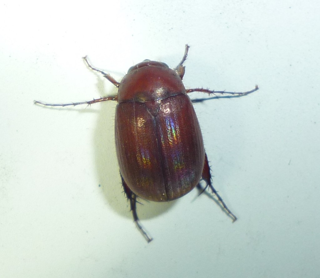 Asiatic Garden Beetle from 392 Dennytown Rd, Putnam Valley, NY 10579 ...