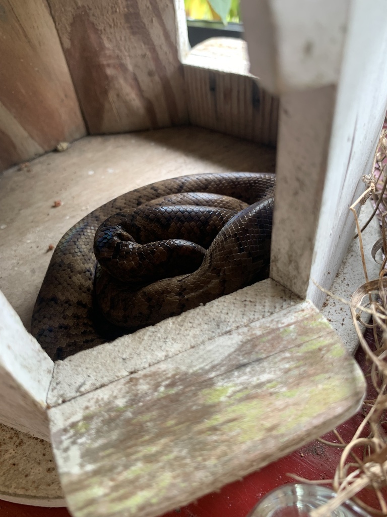 Puerto Rican Boa from El Yunque National Forest, Canóvanas, Puerto Rico ...