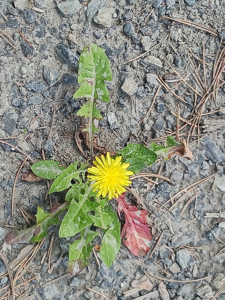common dandelion from Wallowa County, US-OR, US on July 27, 2023 at 12: ...