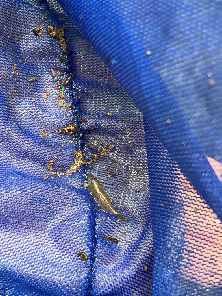 Caribbean dwarf filter shrimp from El Yunque National Forest, Río ...