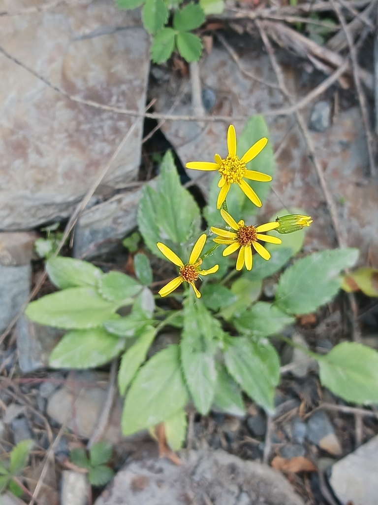 Arrowleaf Senecio from Wallowa County, US-OR, US on July 27, 2023 at 12 ...