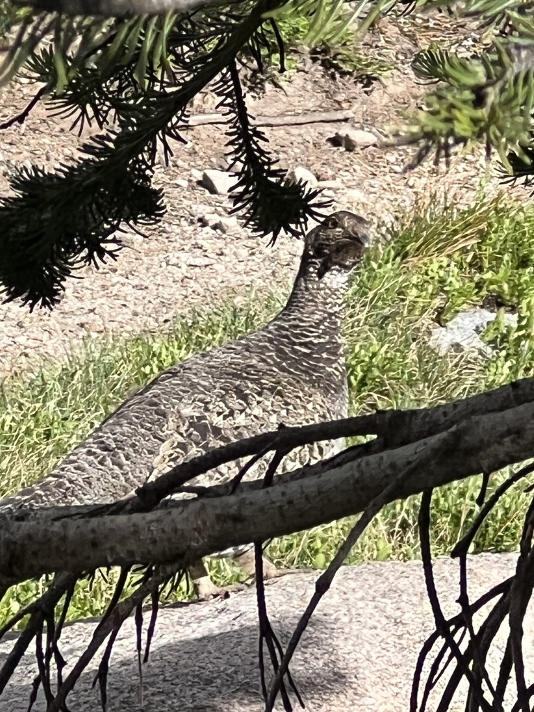 Dusky Grouse from Rocky Mountain National Park, Estes Park, CO, US on ...