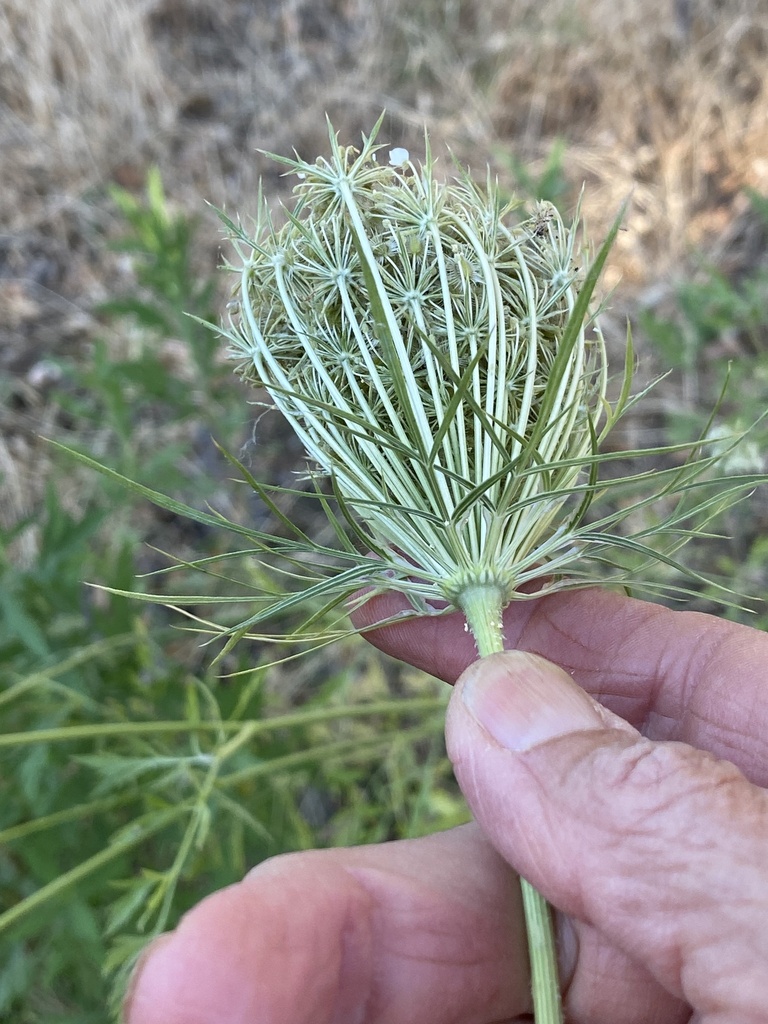 wild carrot from Plymouth, CA, US on July 26, 2023 at 07:47 AM by ...