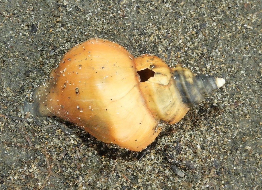Fighting Conch from North Slope Borough, AK, USA on June 29, 2023 at 08 ...