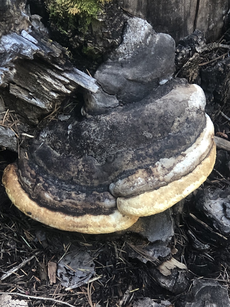 Schrenk's Red-Belt Conk from Apache County, US-AZ, US on July 26, 2023 ...
