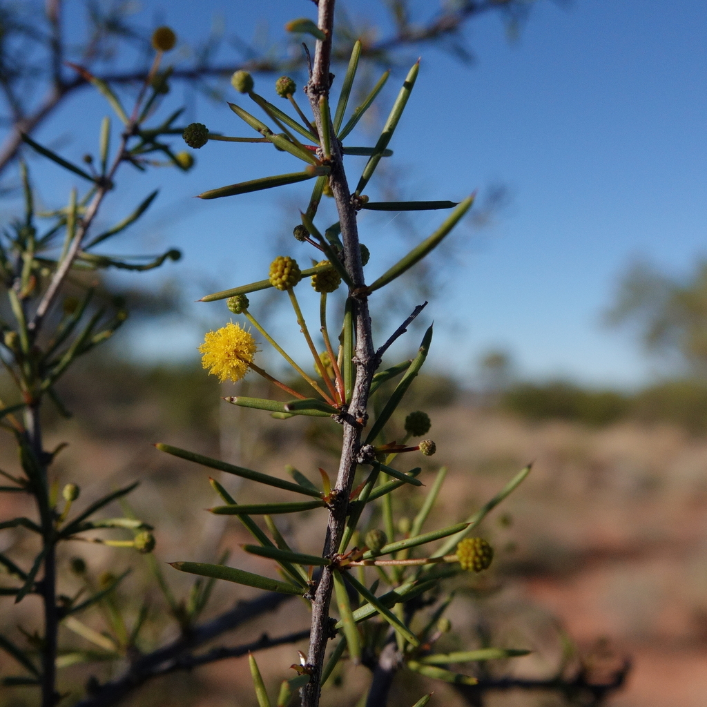 Dead Finish from Thargomindah QLD 4492, Australia on June 23, 2023 at ...
