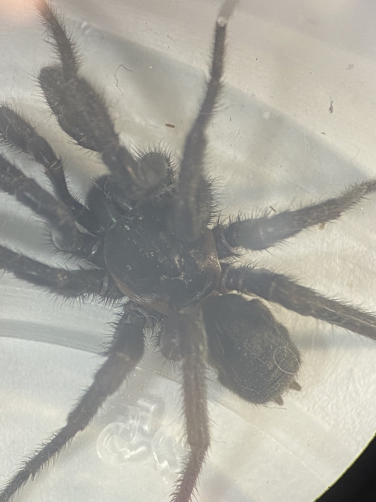 Wafer-lid Trapdoor Spiders from Jurica San Francisco, Juriquilla ...