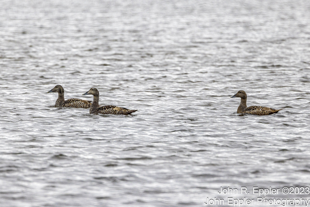 Common Eider from Langanesbyggð, Iceland on July 7, 2023 at 04:13 PM by ...