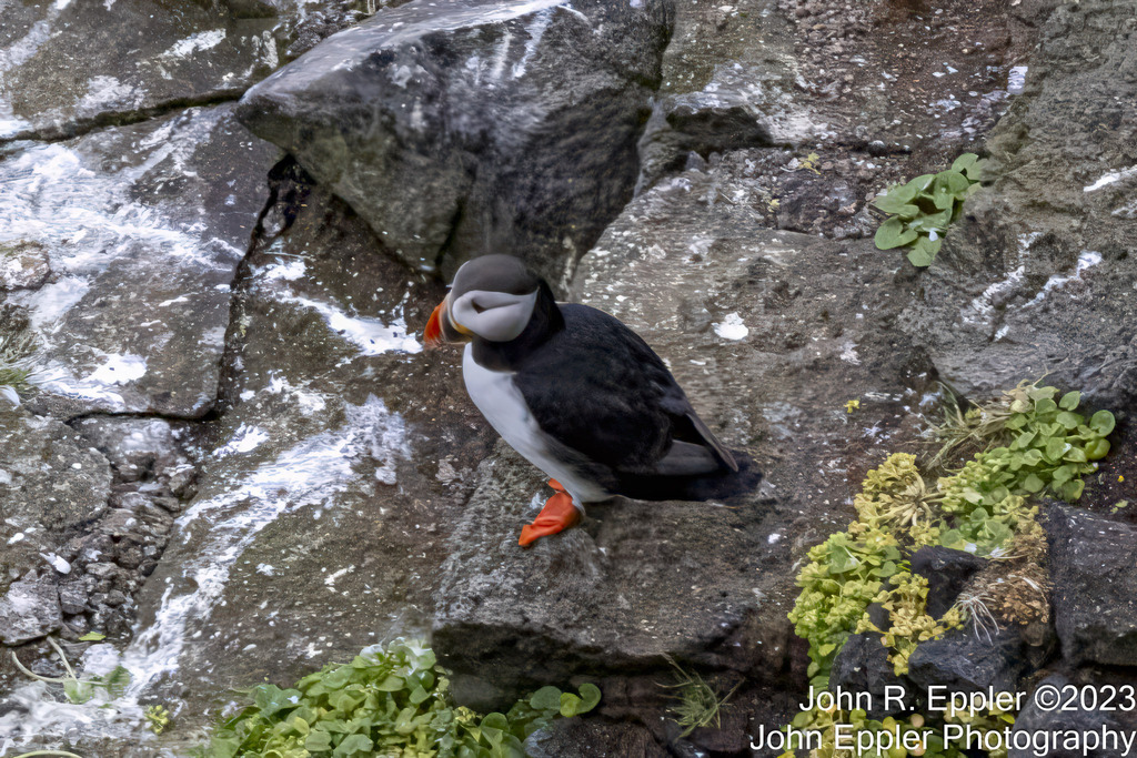 Atlantic Puffin from Langanesbyggð, Iceland on July 7, 2023 at 01:41 PM ...