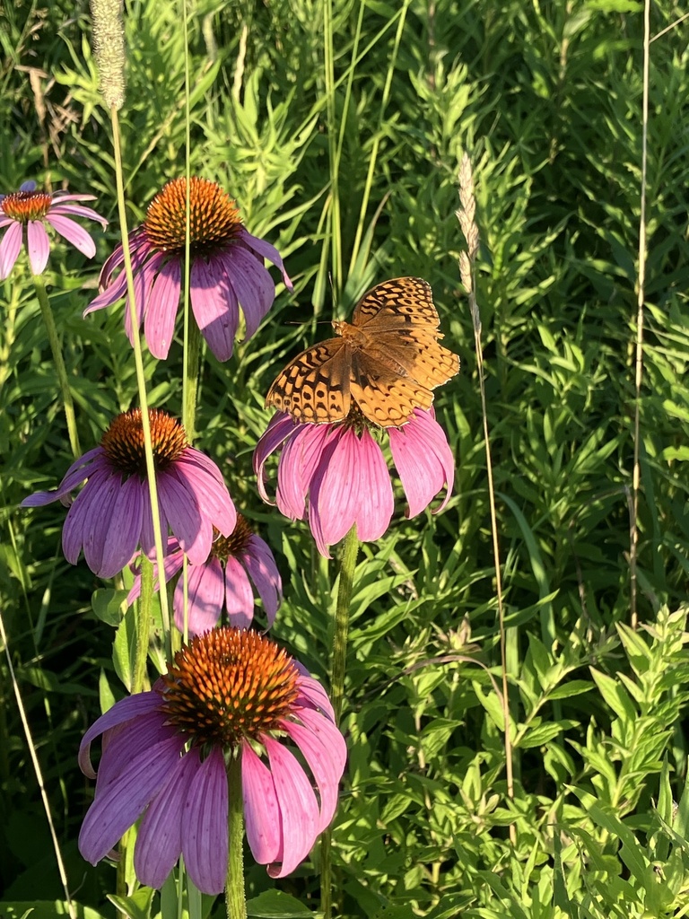 Great Spangled Fritillary from McManigle Rd, Brookville, PA, US on July ...