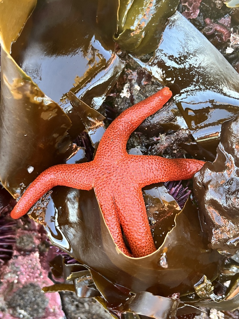 Blood Stars from Rocky Point, Curry County, OR, USA on July 4, 2023 at ...