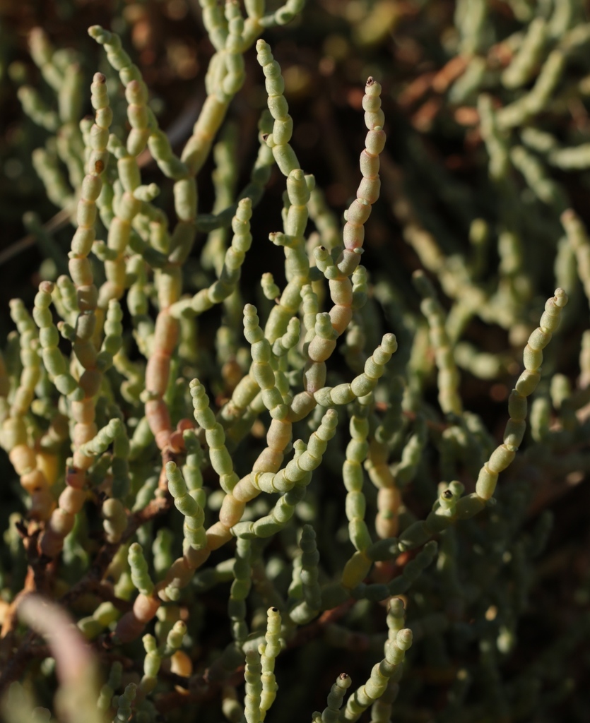 Iodinebush (Species of Death Valley National Park) · iNaturalist