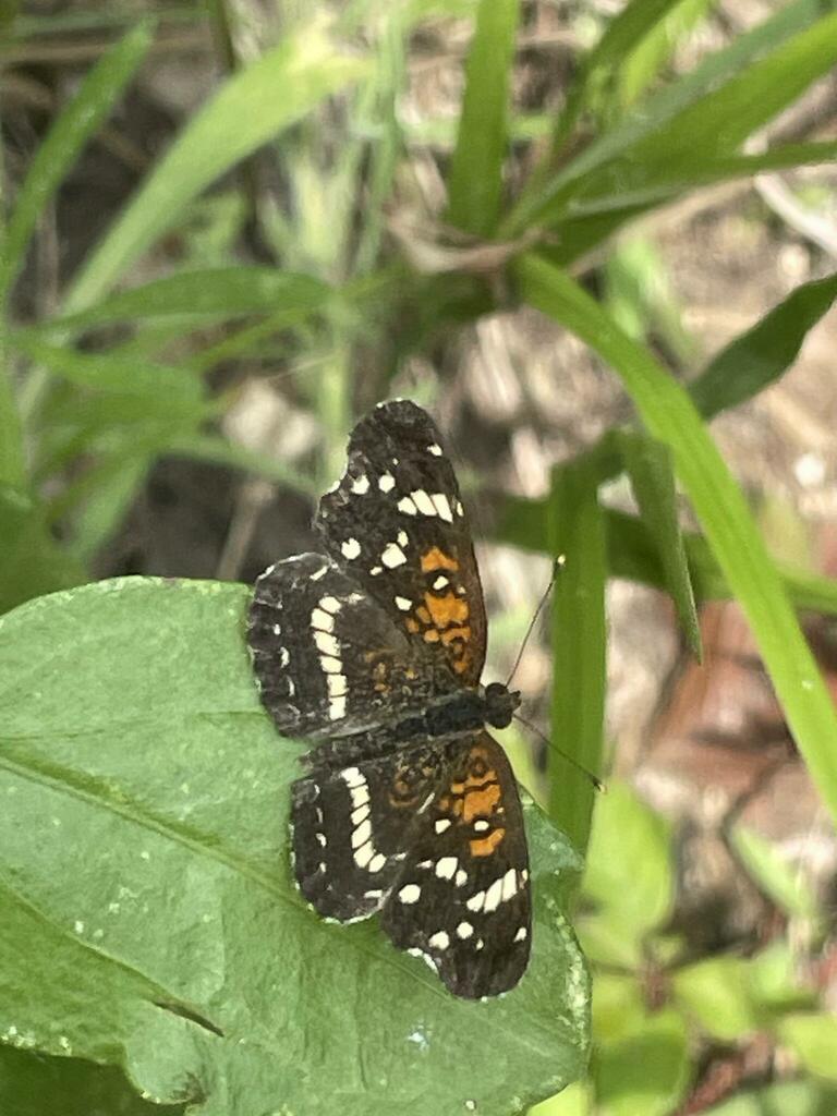 Texan Crescent from 3345 Caverns Rd, Marianna, FL 32446 on June 27 ...