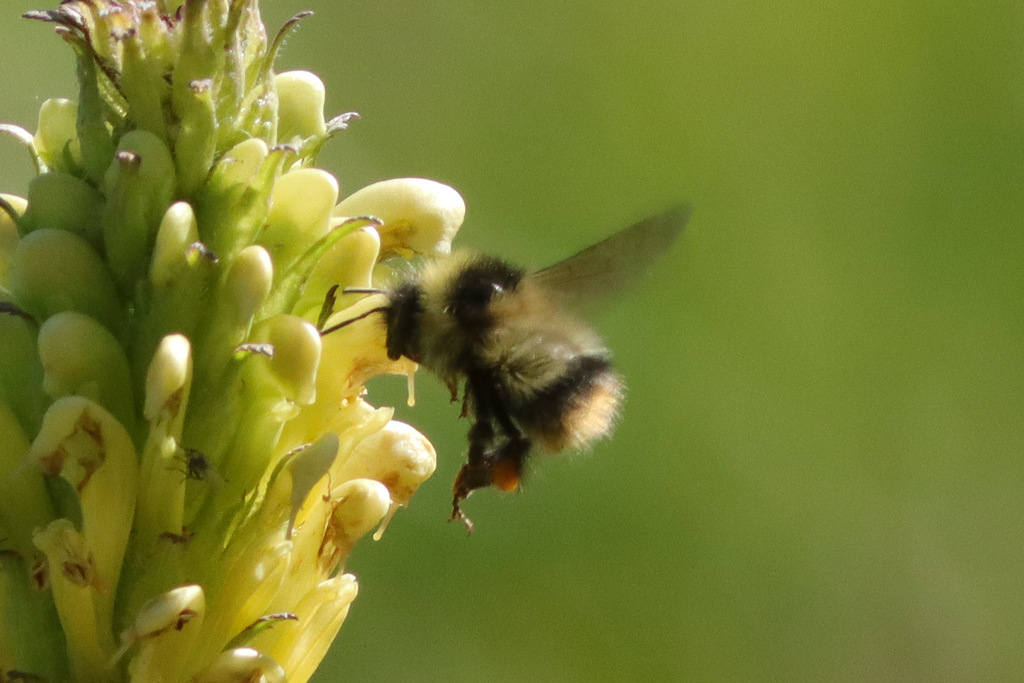 frigid bumble bee from Summit County, CO, USA on July 23, 2023 at 10:57 ...