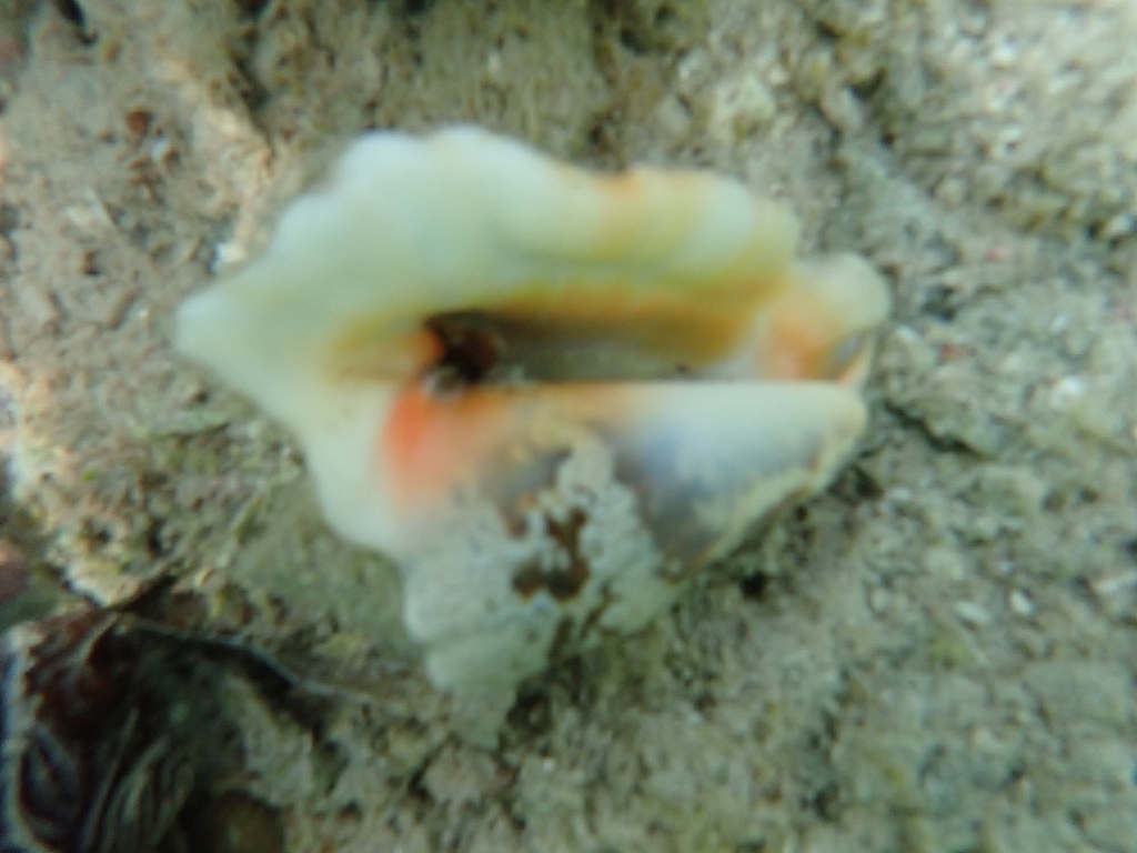 Hawkwing Conch from Tobacco Caye, Belize on July 26, 2023 at 07:20 AM ...