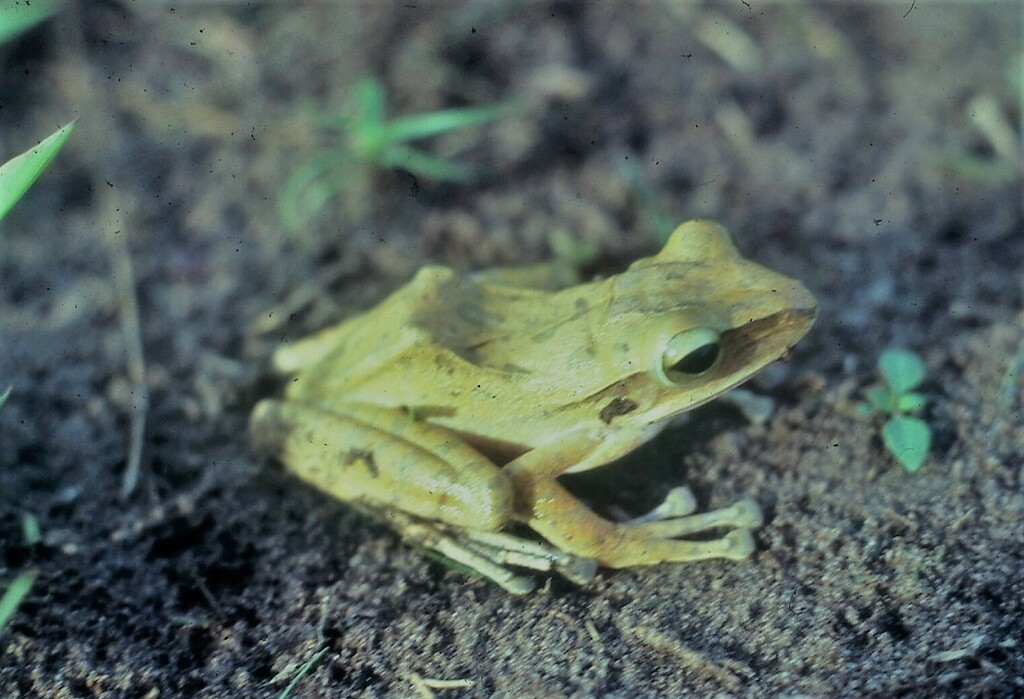 whipping frogs from 27000 Kuala Tahan, Pahang, Malaysia by Graham ...