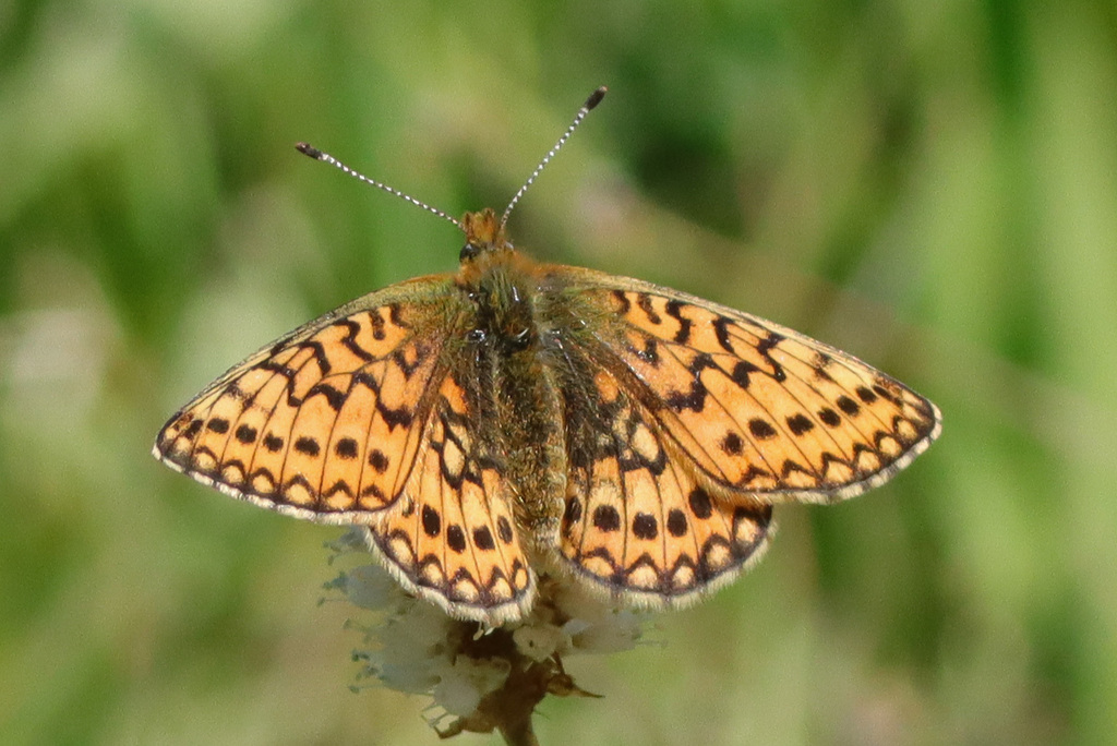 Bog Fritillary from Summit County, CO, USA on July 23, 2023 at 11:31 AM ...