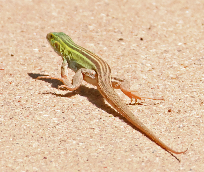 Prairie Racerunner from Morton County, KS, USA on July 17, 2023 at 12: ...