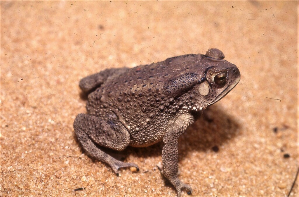 Asian Common Toad from 31400 Tambun, Perak, Malaysia on July 5, 1991 at ...