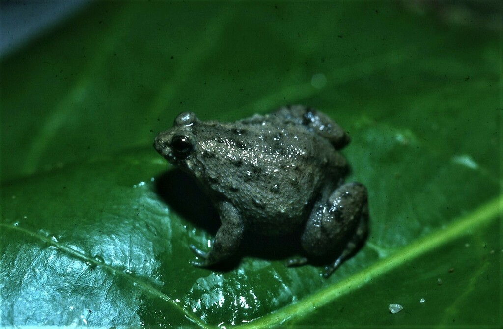 Round-tongued Floating Frog from 27000 Kuala Tahan, Pahang, Malaysia on ...